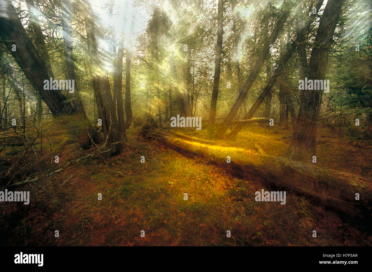 Atlas Cedar (Cedrus atlantica) old growth forest interior, Minnesota ...