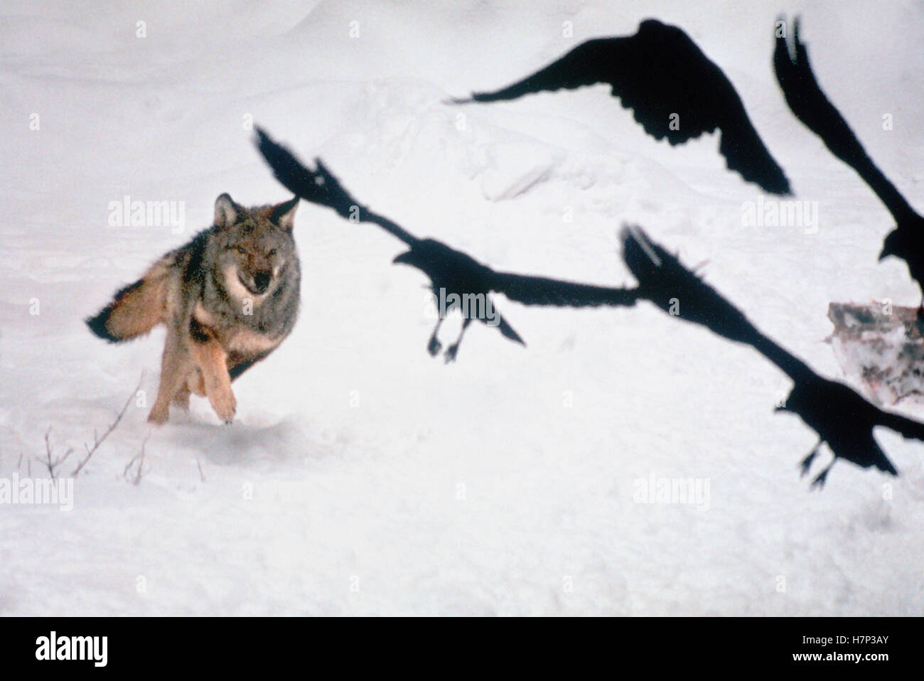Timber Wolf (Canis lupus) chasing Common Raven (Corvus corax) flock ...