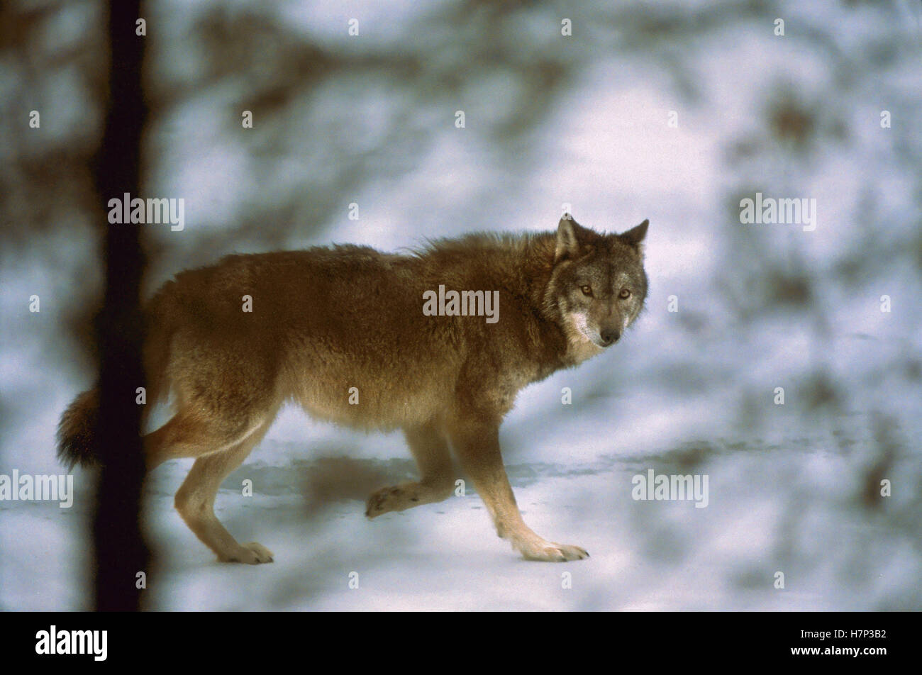 Timber Wolf (Canis lupus) in snow, Minnesota Stock Photo - Alamy