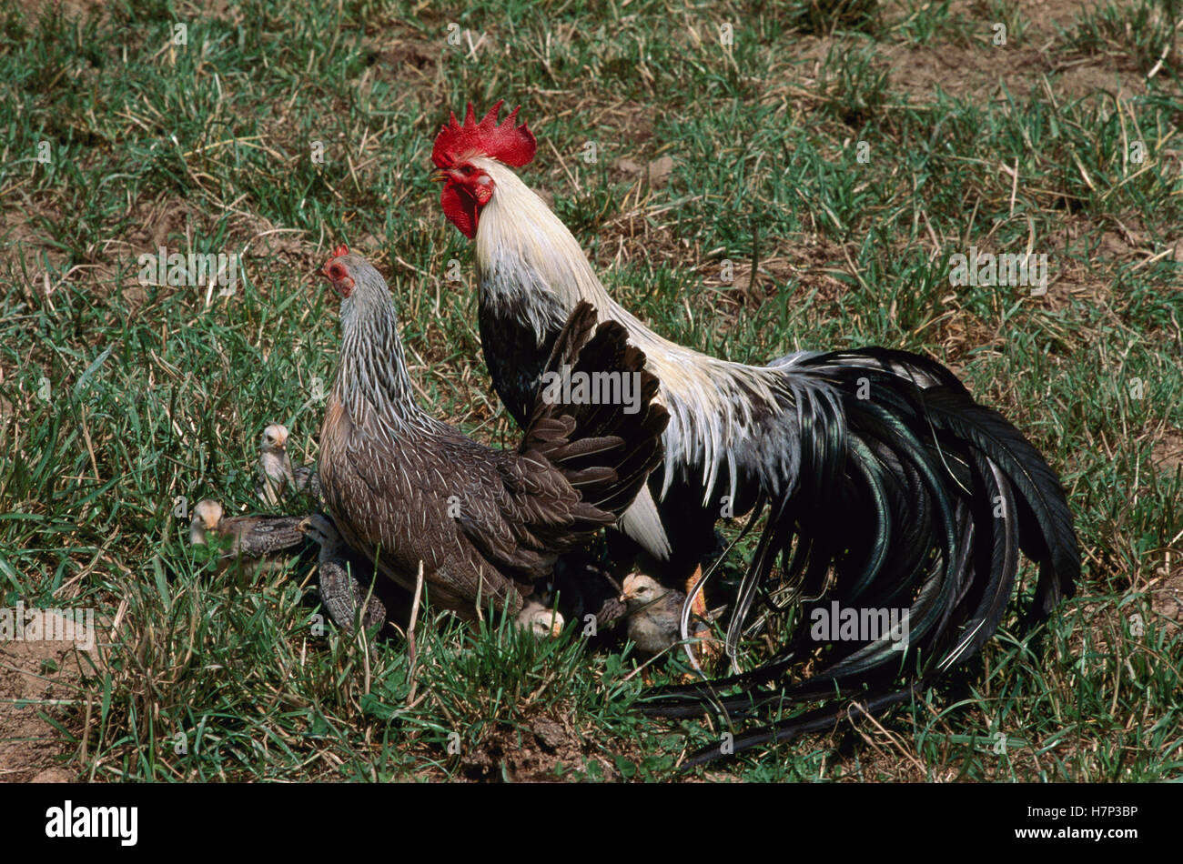 Domestic Chicken (Gallus domesticus) hen, rooster and chicks, North ...