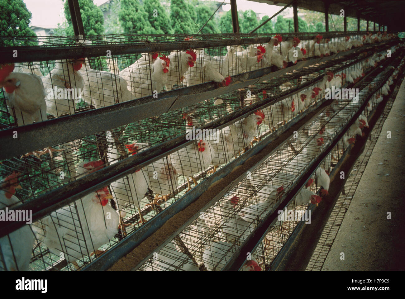 Domestic Chicken (Gallus domesticus) group in cages at commercial ...