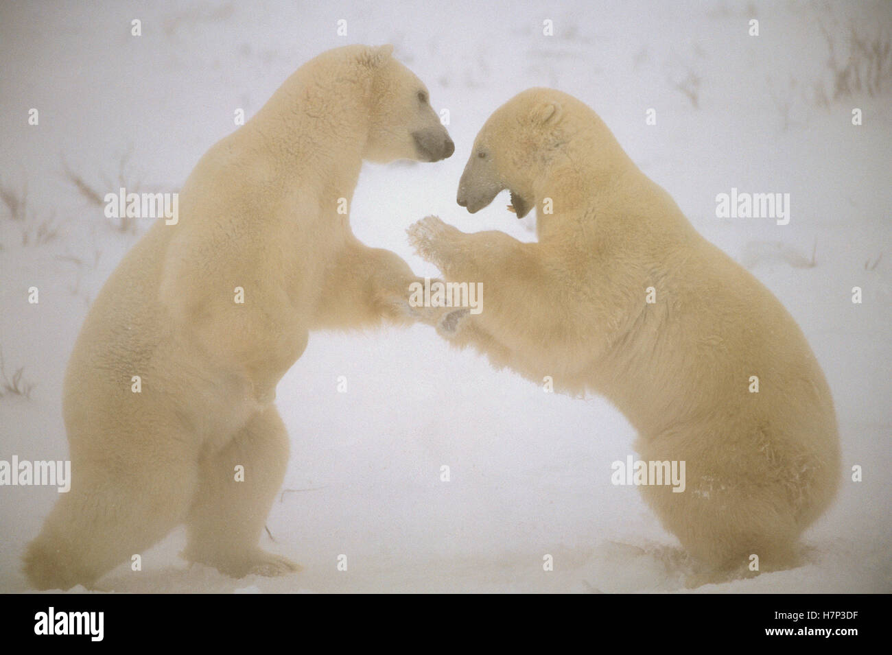 Polar Bear (Ursus maritimus) two males sparring, Churchill, Manitoba, Canada Stock Photo - Alamy
