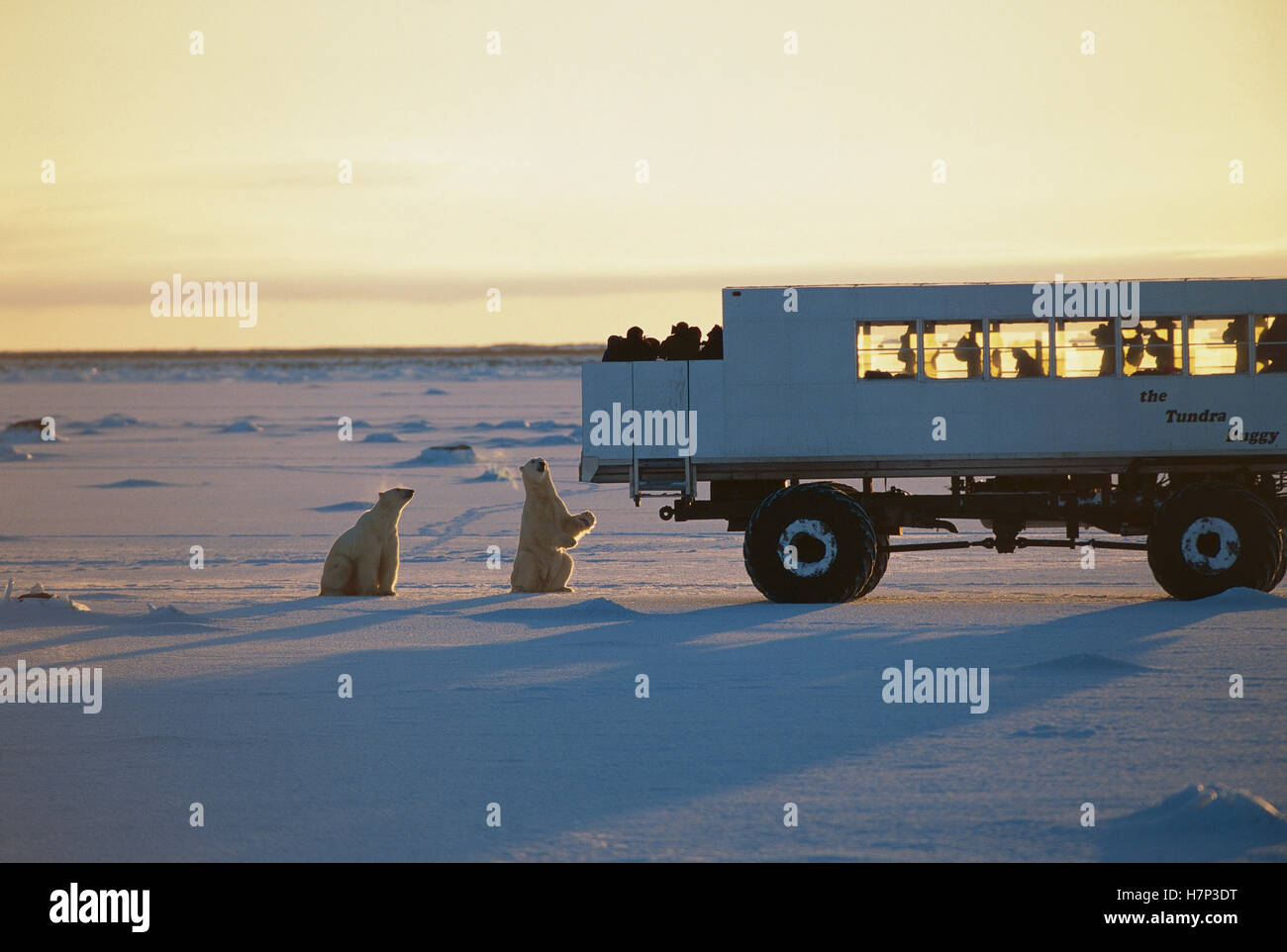 Polar Bear (Ursus maritimus) pair attracted to lard used as bait ...