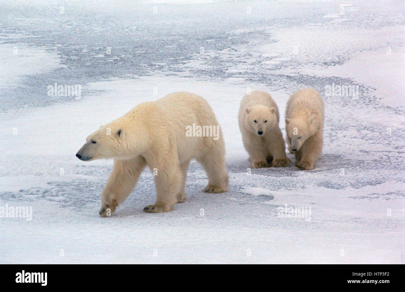 Polar Bear (Ursus maritimus) and two cubs, near Churchill, Manitoba, Canada Stock Photo - Alamy