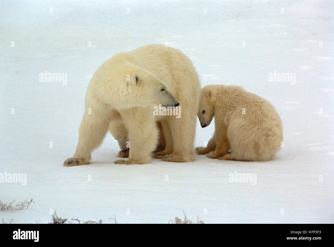 Polar Bear (Ursus maritimus) mother and cub, Churchill, Manitoba, Canada Stock Photo - Alamy