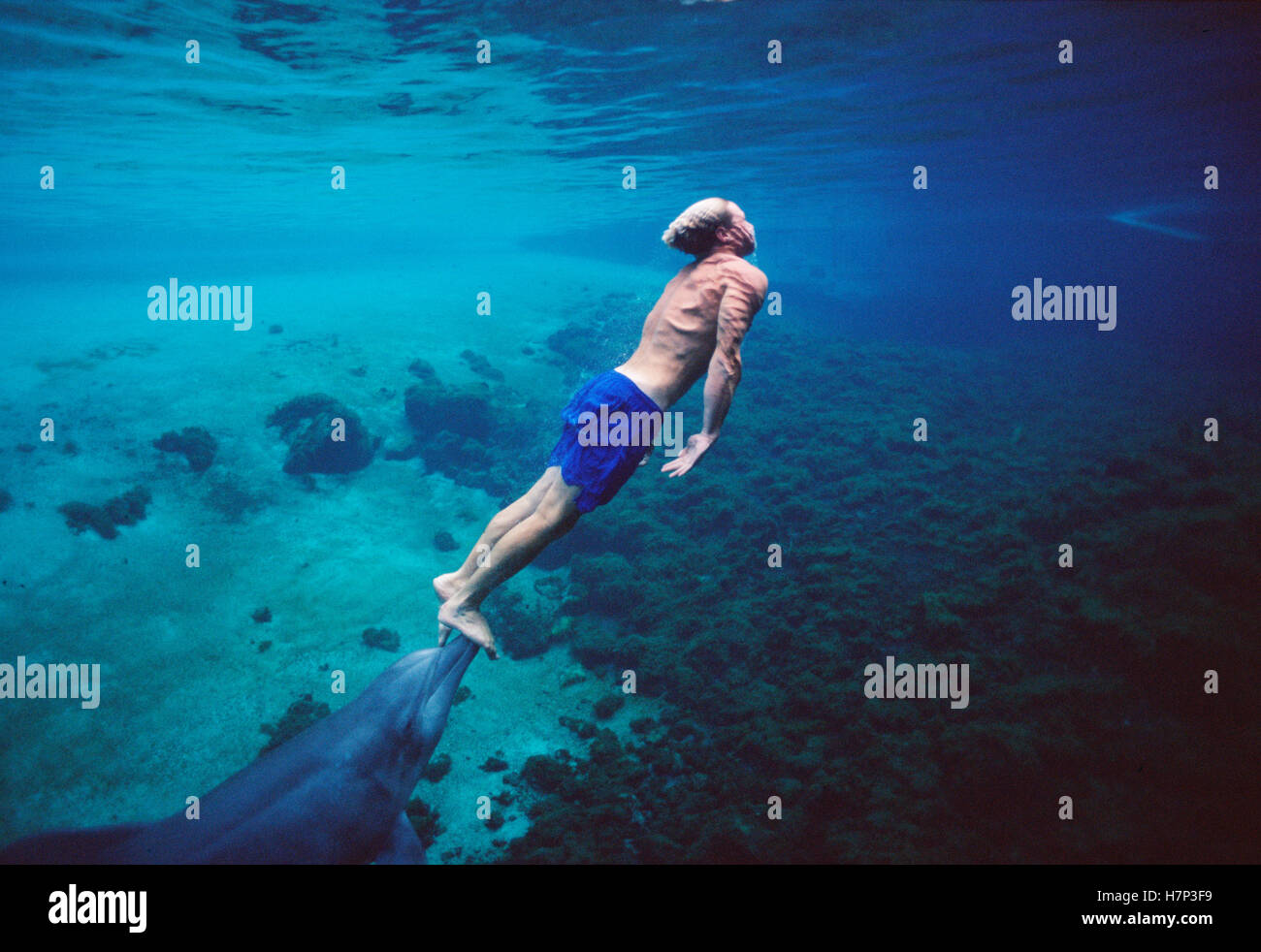 Bottlenose Dolphin (Tursiops truncatus) pushing trainer at Dolphin ...