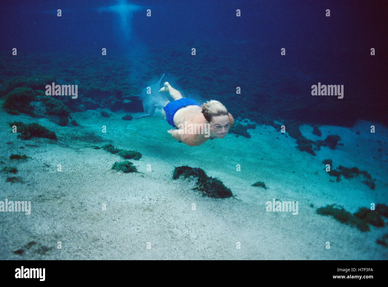 Bottlenose Dolphin (Tursiops truncatus) pushing trainer at Dolphin ...