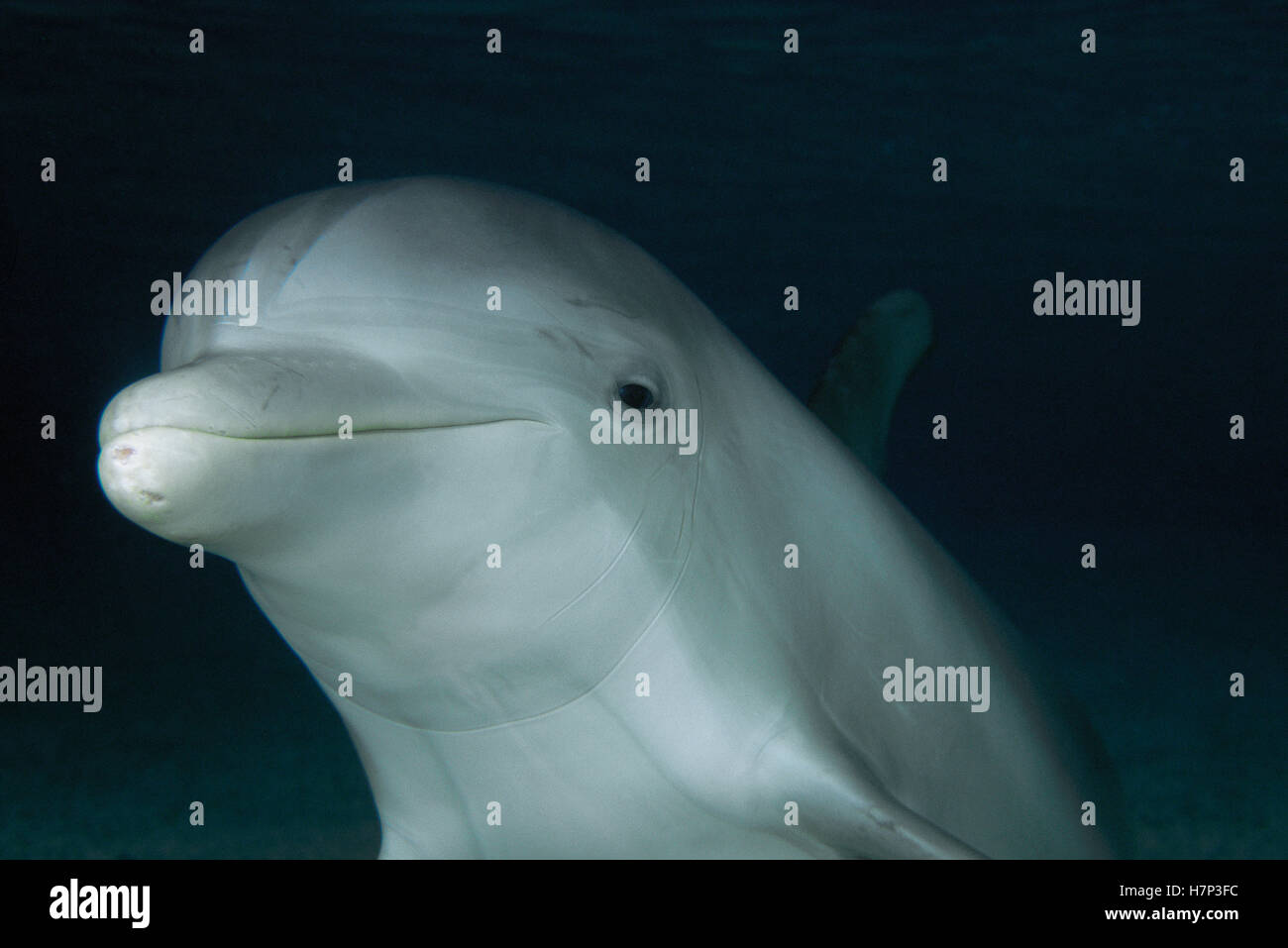 Bottlenose Dolphin (Tursiops truncatus) portrait at the Waikoloa Hyatt ...