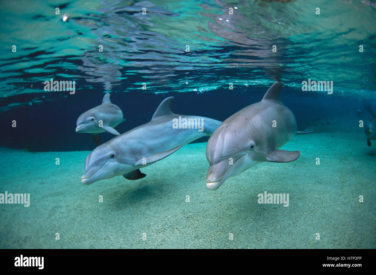 Bottlenose Dolphin (Tursiops truncatus) trio swimming in shallow water ...