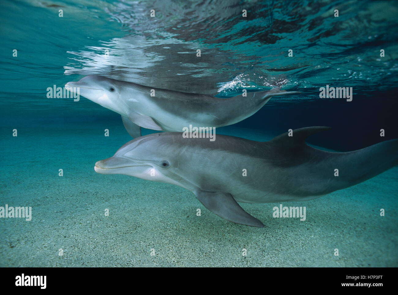 Bottlenose Dolphin (Tursiops truncatus) adult and juvenile swimming in ...