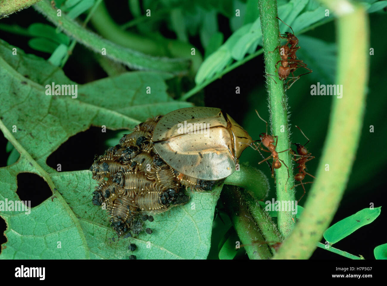 Tortoise Beetle (Acromis sparsa) mother protecting offspring from ...