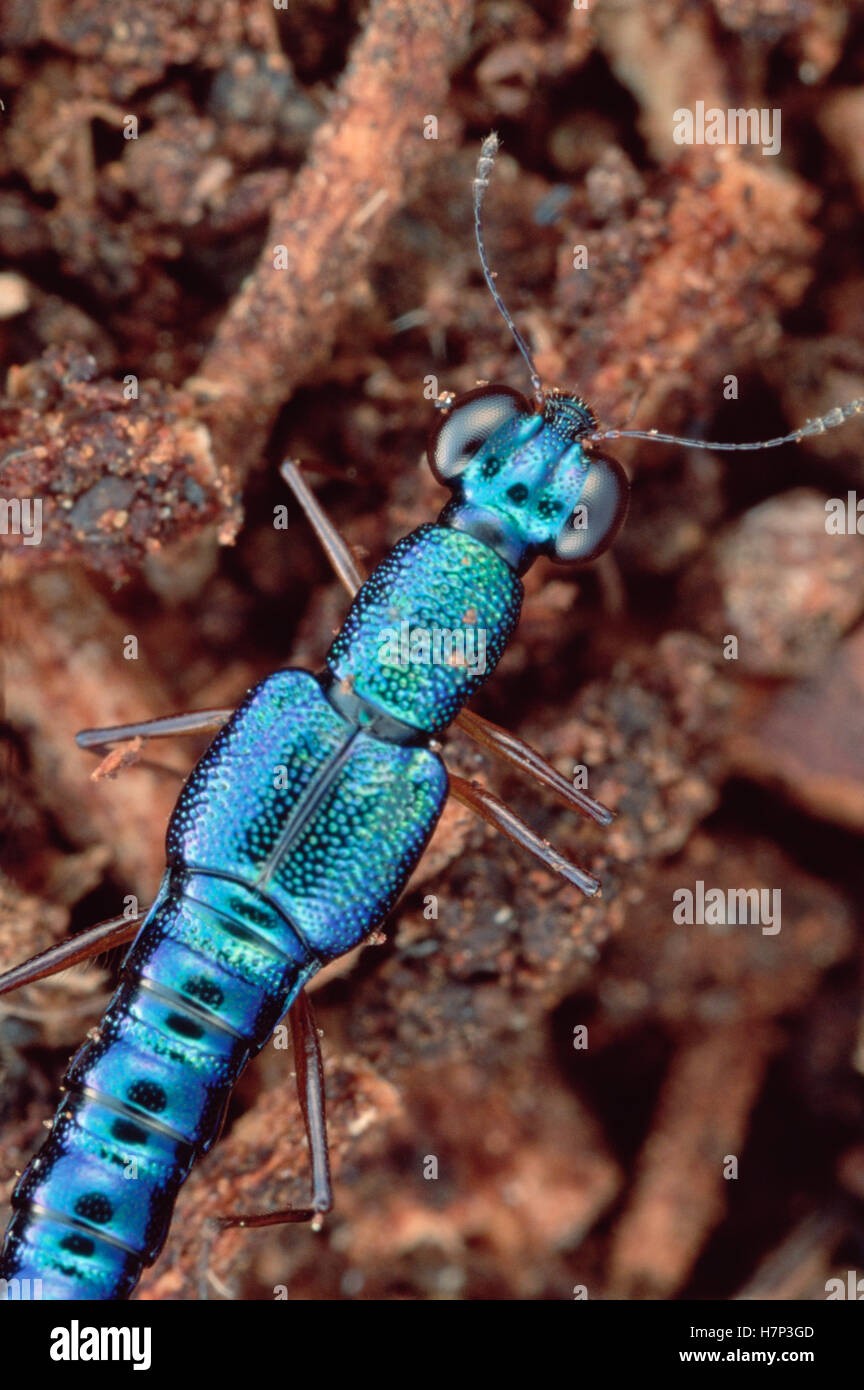 Rove Beetle (Stenus sp) portrait, on Hala tree, Papua New Guinea Stock ...