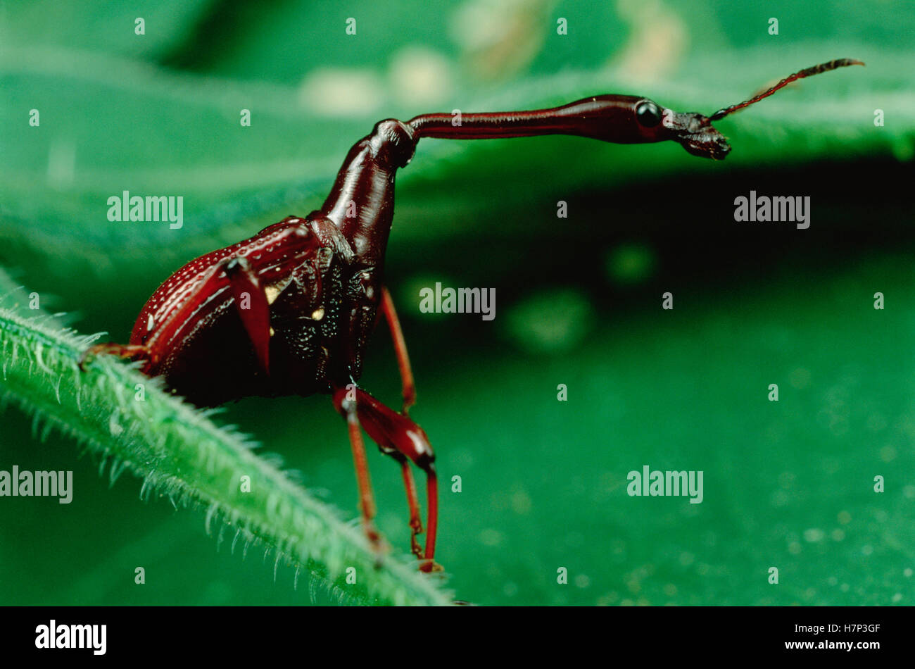 Giraffe Weevil (Trachelophorus giraffa), Asia Stock Photo - Alamy