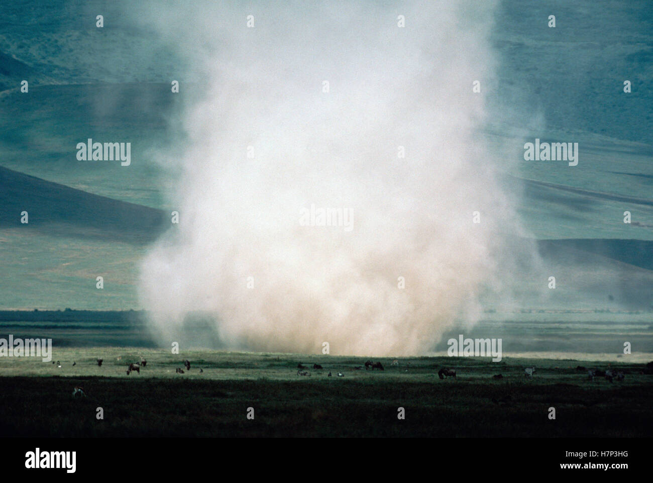Cape Buffalo (Syncerus caffer) grazing in dust storm during dry season ...