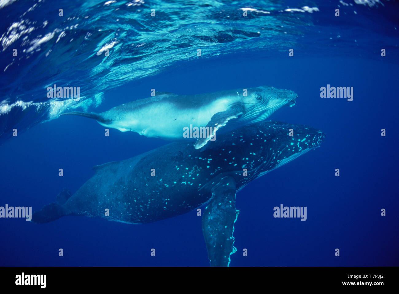 Humpback Whale (Megaptera novaeangliae) mother and calf underwater ...