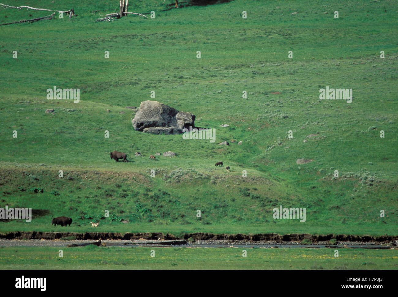 Timber Wolf (Canis lupus) pack chasing American Bison (Bison bison ...