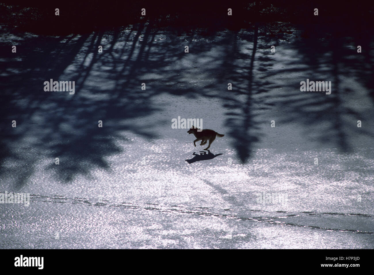Timber Wolf (Canis lupus) running across frozen lake, Minnesota Stock ...