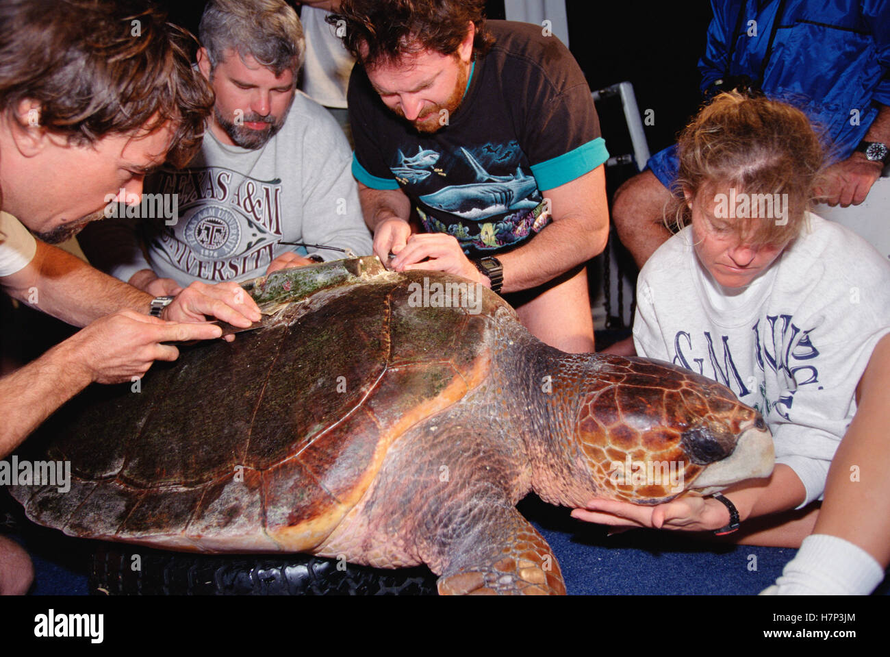 Loggerhead Sea Turtle (Caretta caretta) being outfitted with a ...