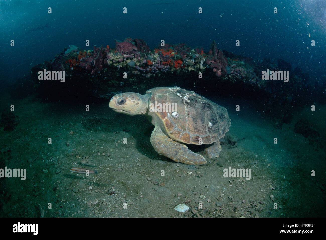 Loggerhead Sea Turtle (Caretta caretta) swimming beside reef, Grey's ...