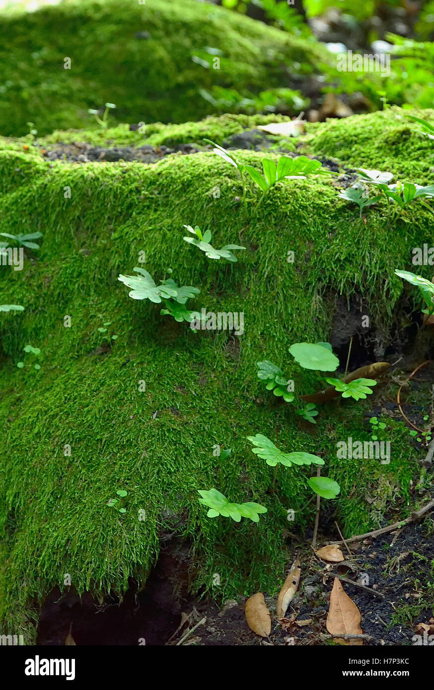 Magic green moss in the forest of fairies Stock Photo - Alamy