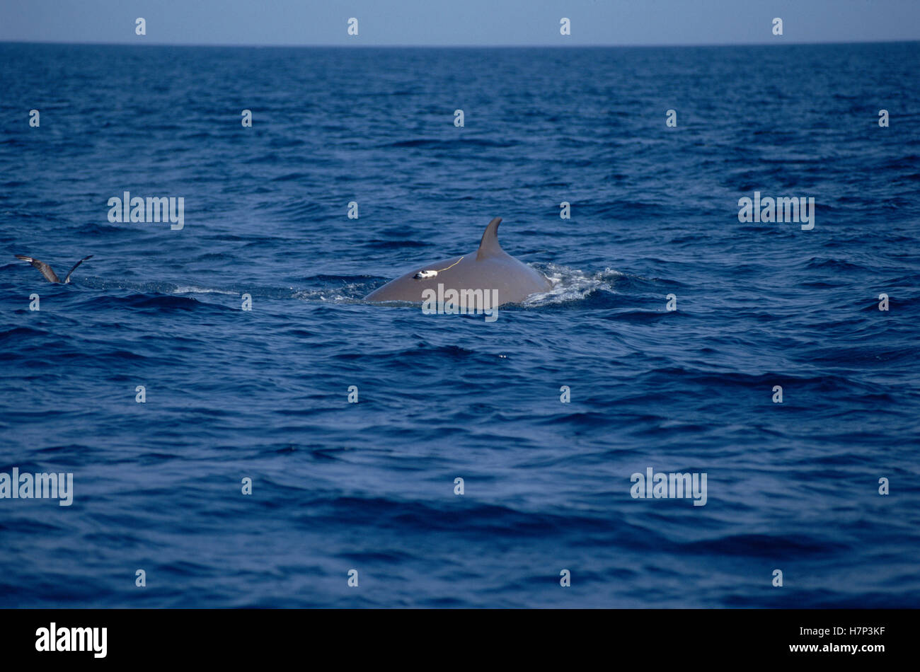 Bottlenose Whale (Hyperoodon ampullatus) surfacing with time depth ...