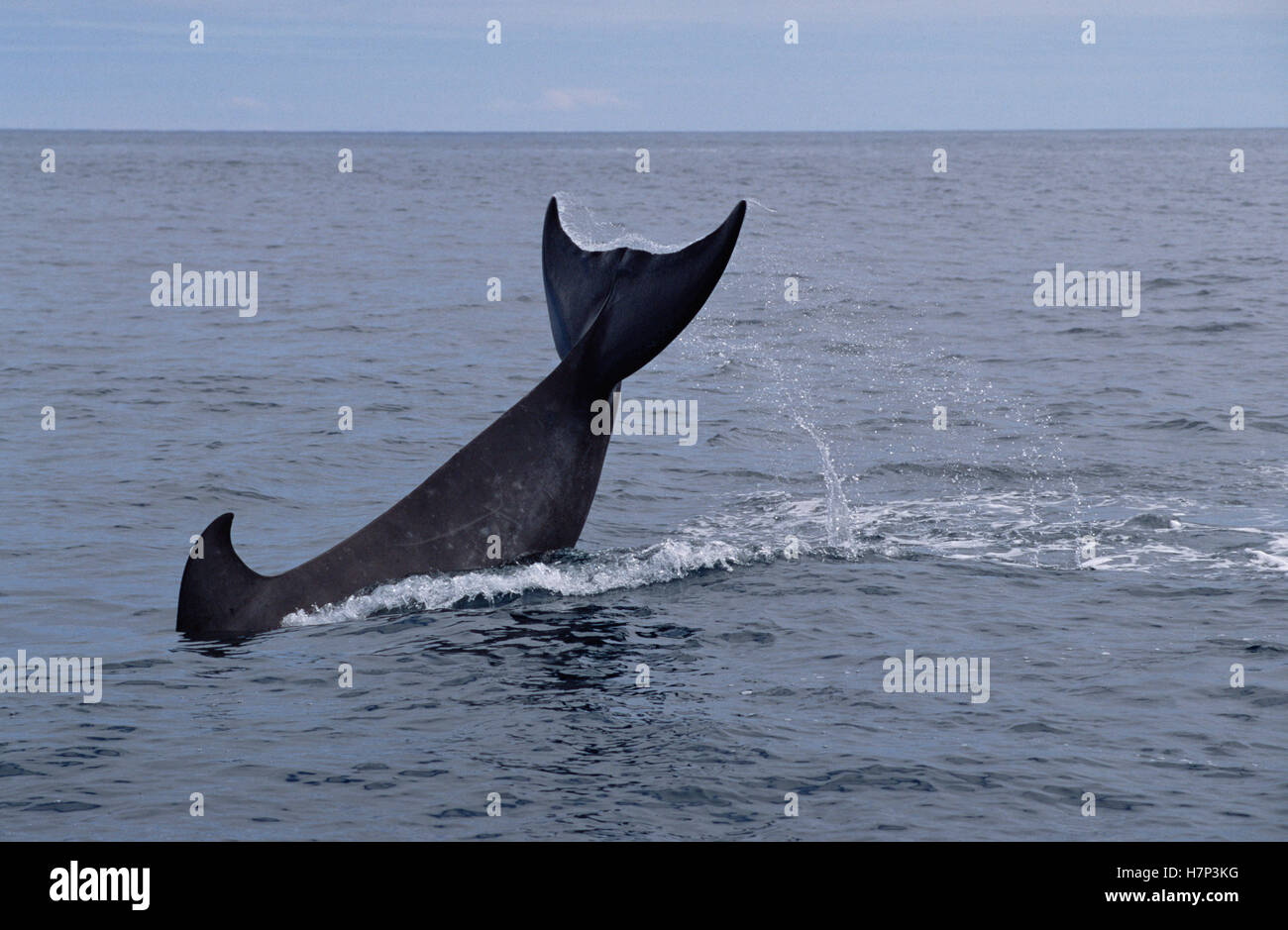 Bottlenose Whale (Hyperoodon ampullatus) lobtailing, Nova Scotia ...