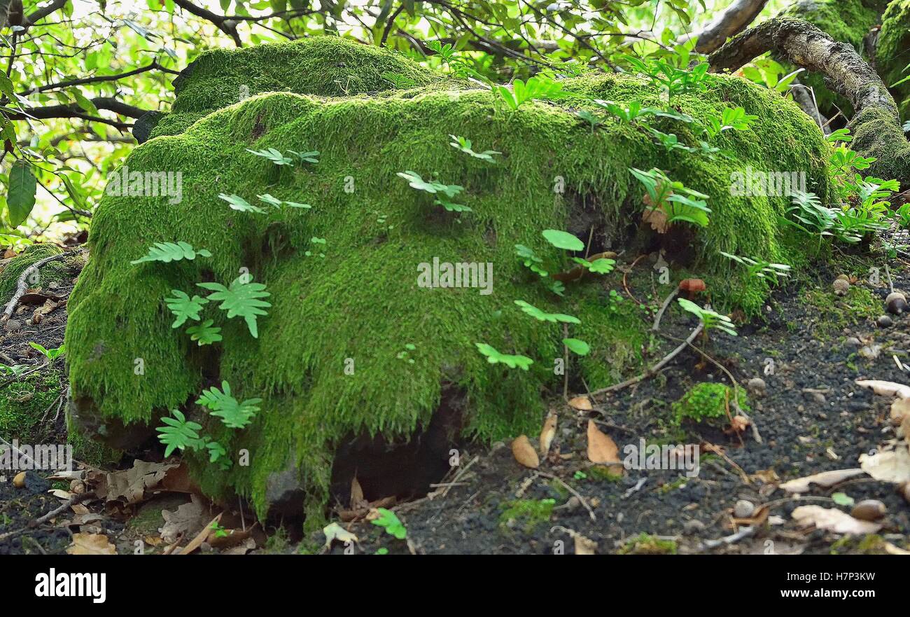 Magic green moss in the forest of fairies Stock Photo - Alamy