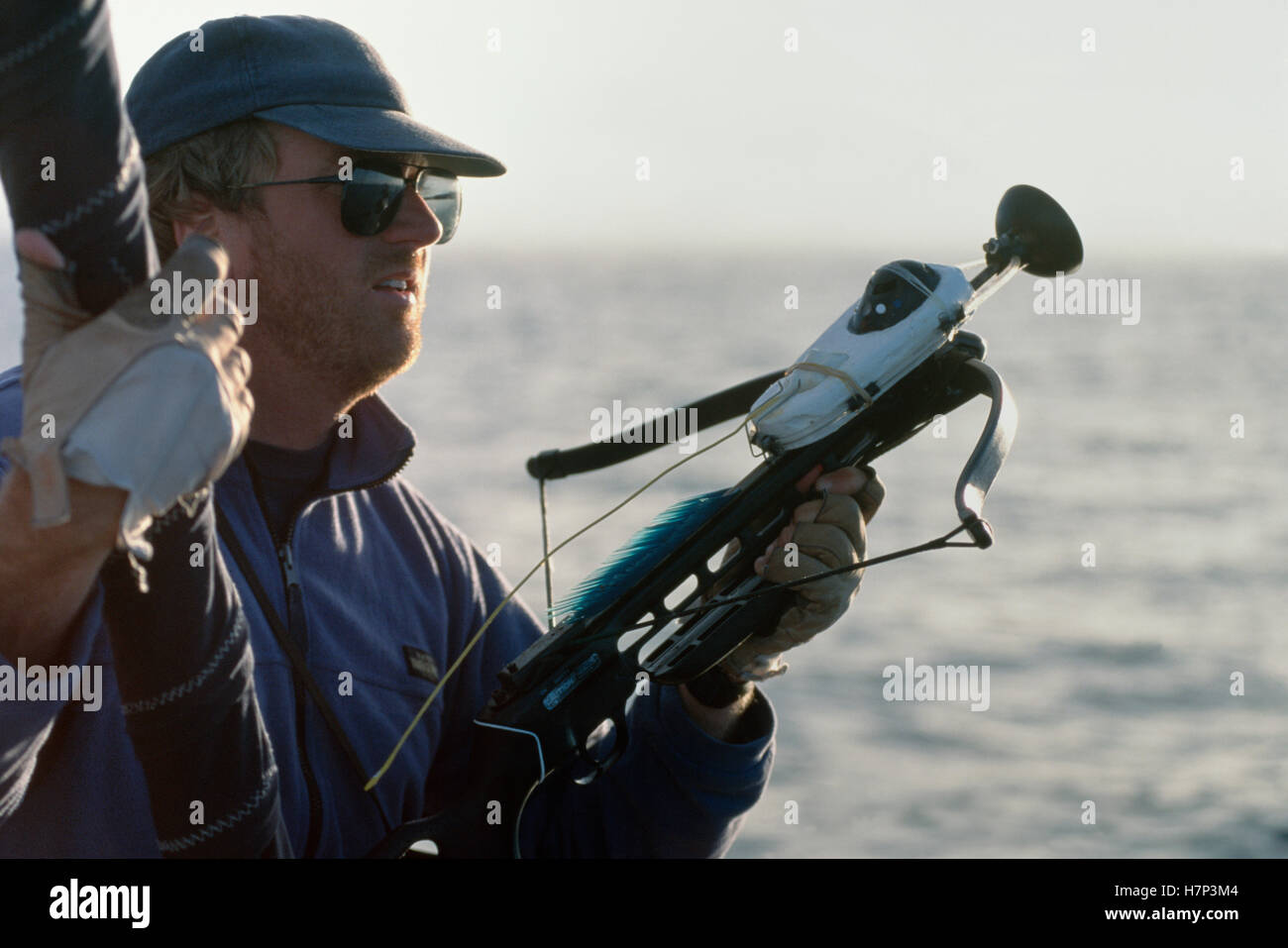 Bottlenose Whale (Hyperoodon ampullatus) researcher holds suction cup ... Bottlenose Whale (Hyperoodon ampullatus) researcher holds suction cup ...