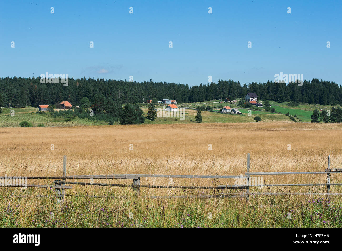 Beautiful landscape with field and forest Stock Photo - Alamy