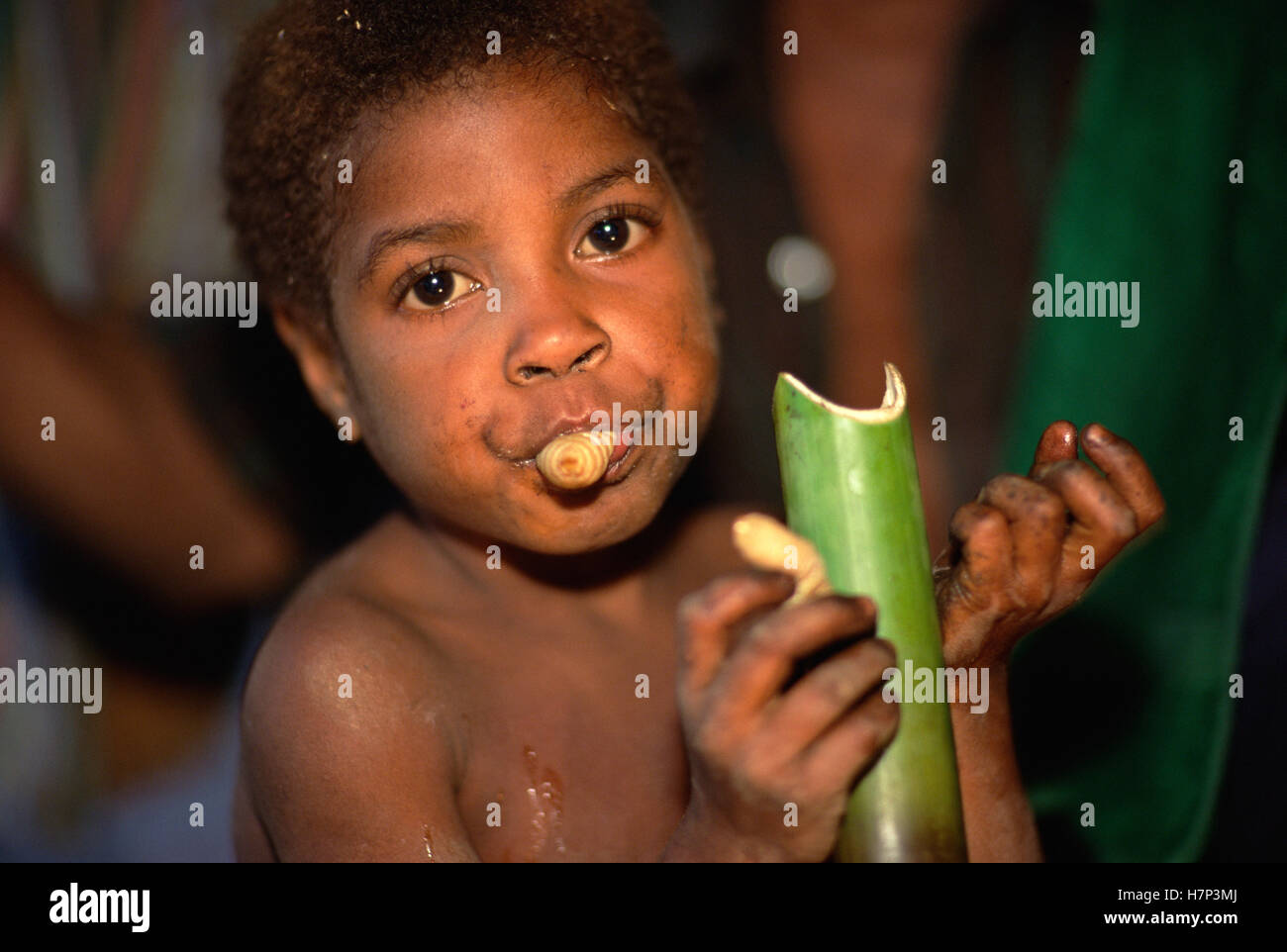 Red Palm Weevil (Rhynchophorus ferrugineus) larvae roasted eaten by ...