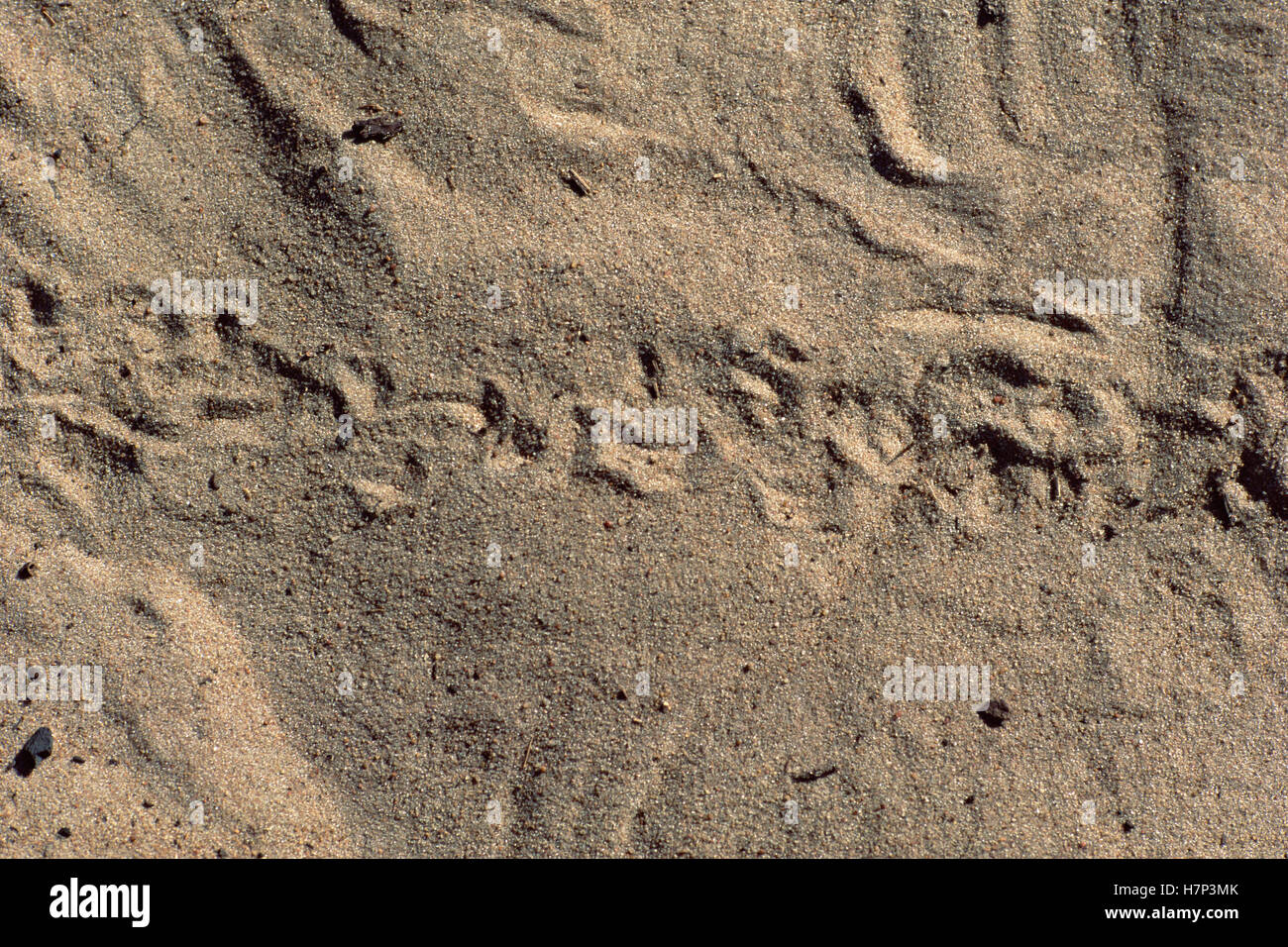 Beetle track in the sand, Namibia Stock Photo - Alamy