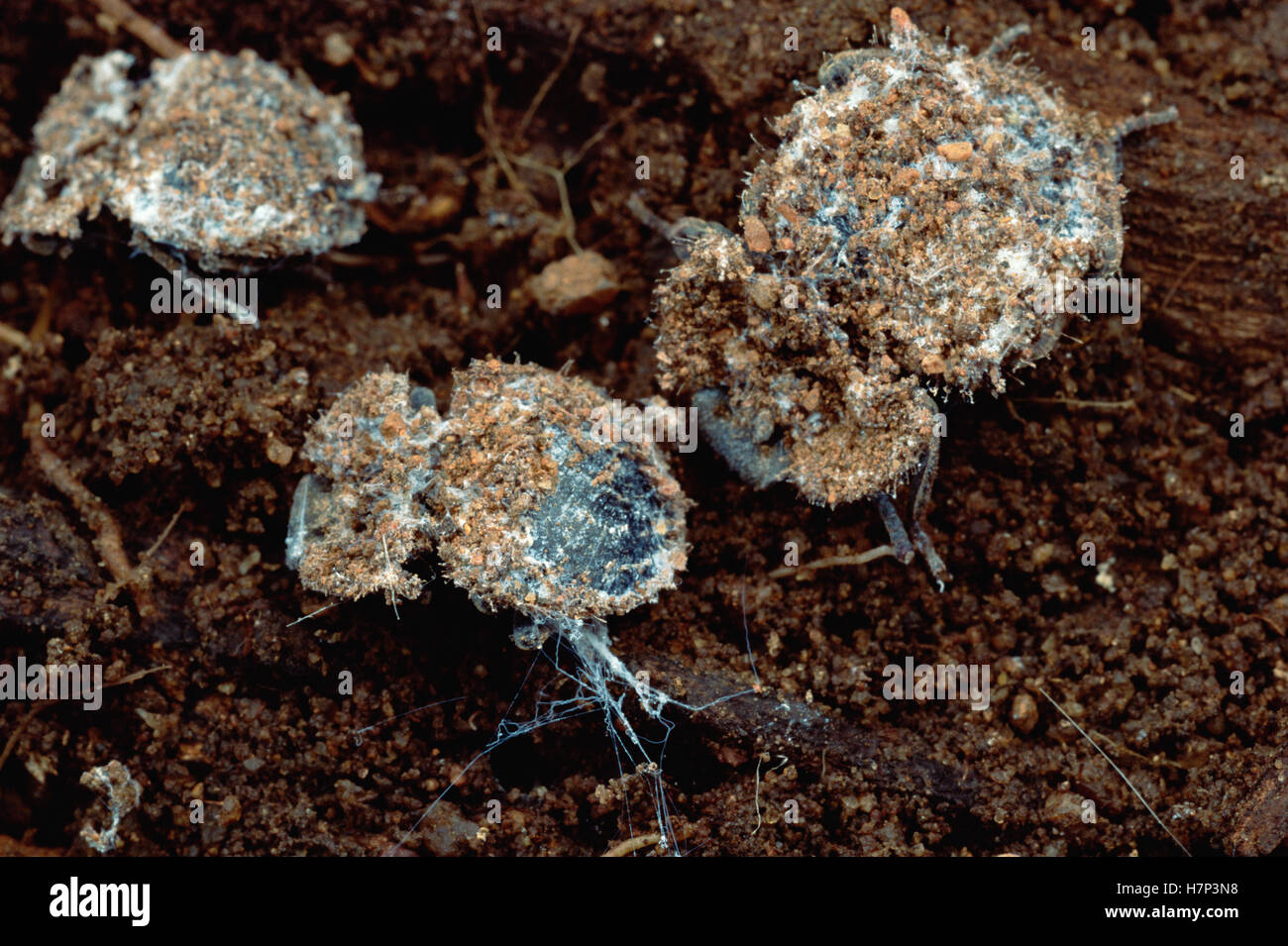 Darkling Beetle (Onymacris sp) that grows mold for camouflage, Kruger ...