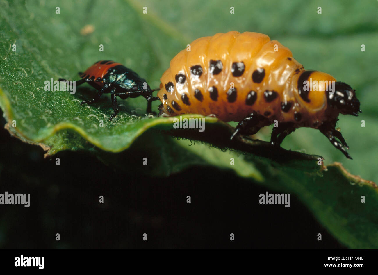 Colorado Potato Beetle (Leptinotarsa decemlineata) bio control by using ...