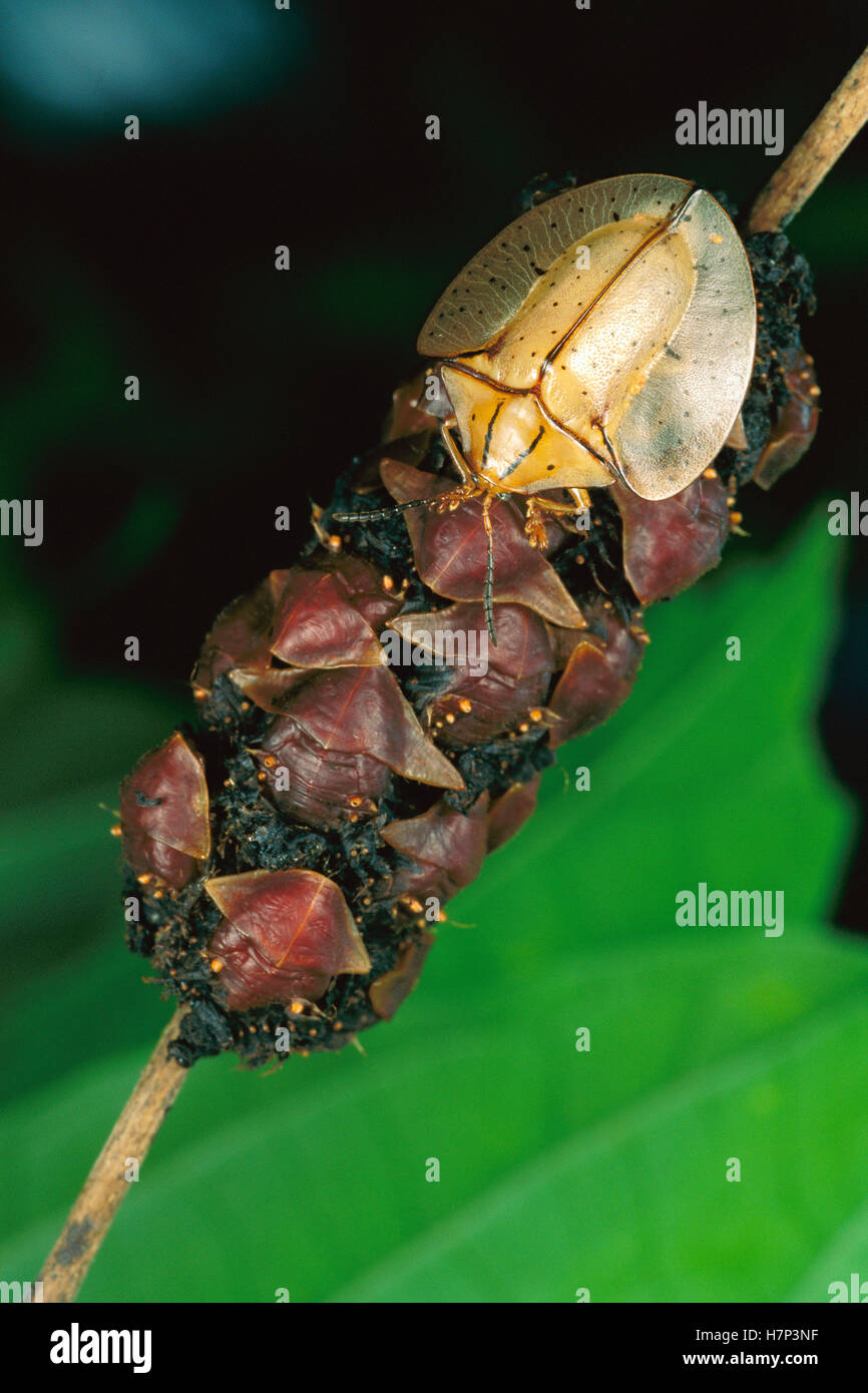 Tortoise Beetle (Acromis sparsa) mother uses body as shield to guard ...