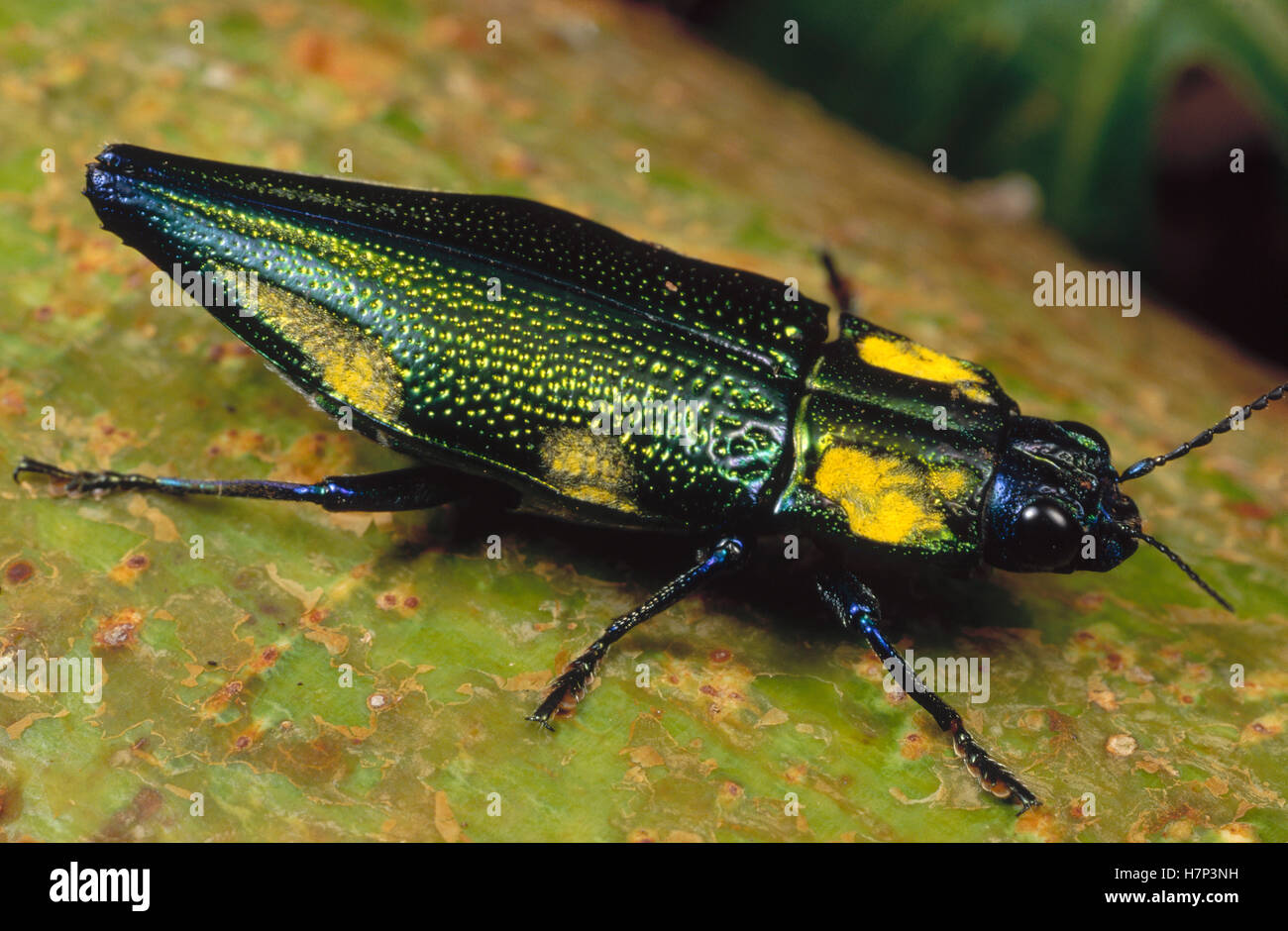 Metallic Woodboring Beetle (Buprestis aurulenta) portrait, close up ...
