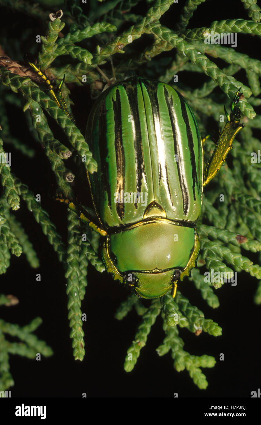 Glorious Scarab (Chrysina gloriosa) on Fir needles, Pena Blanca Lake ...