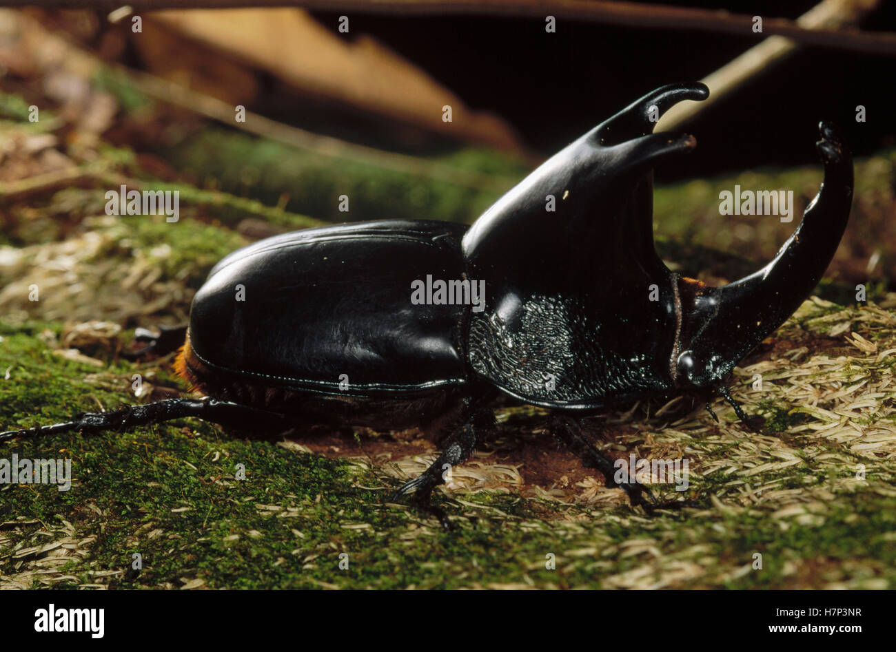 Scarab Beetle portrait in rainforest near Iquitos, Peru Stock Photo - Alamy