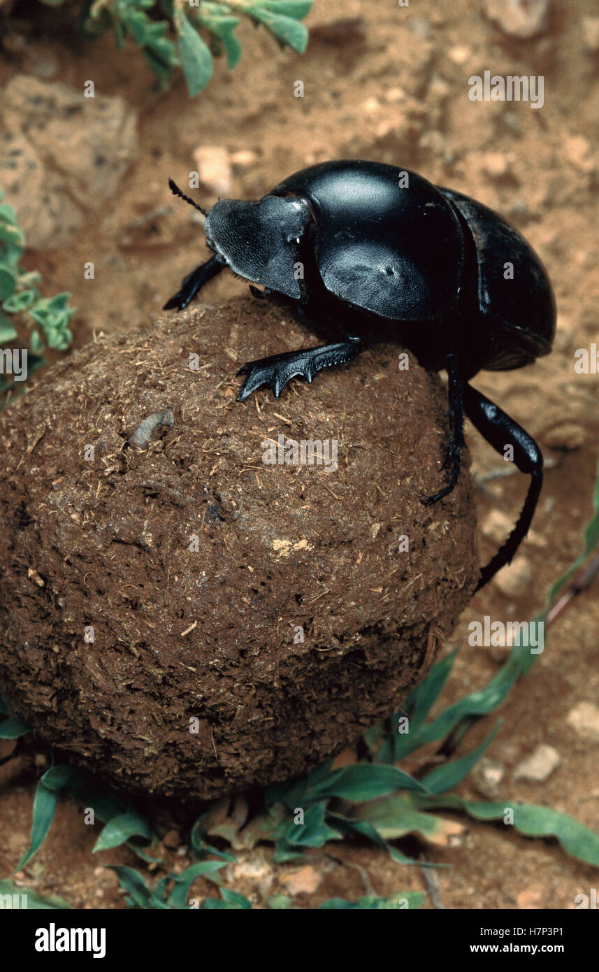 African Scarab Beetle (Circellium bacchus) rolling dung ball, Addo ...