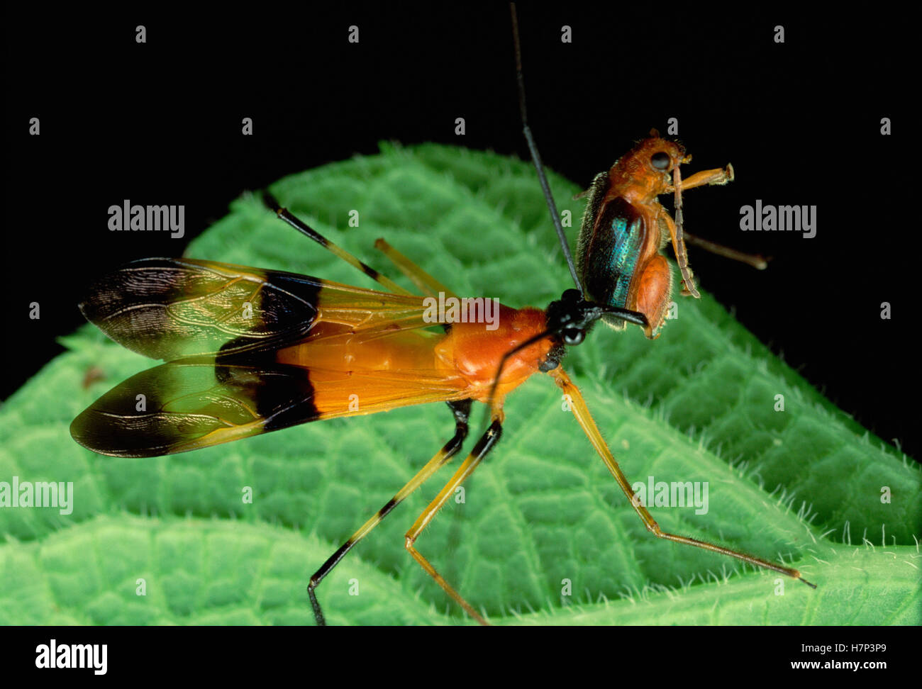 Scorpion Fly eats Flea Beetle, Fortuna National Park, Panama Stock ...