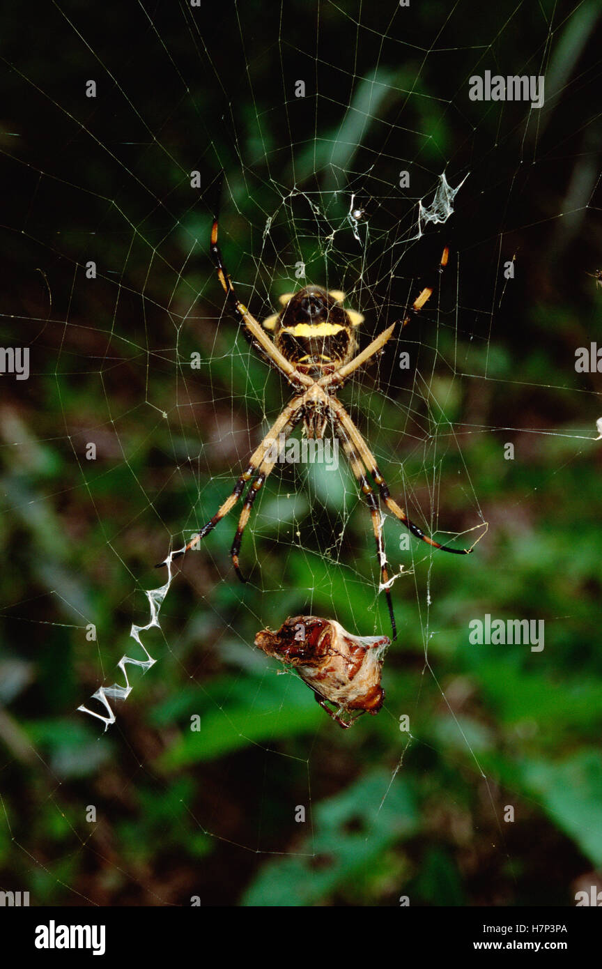 Garden Orb Weaver (Argiope sp) spider on web with captured Scarab ...