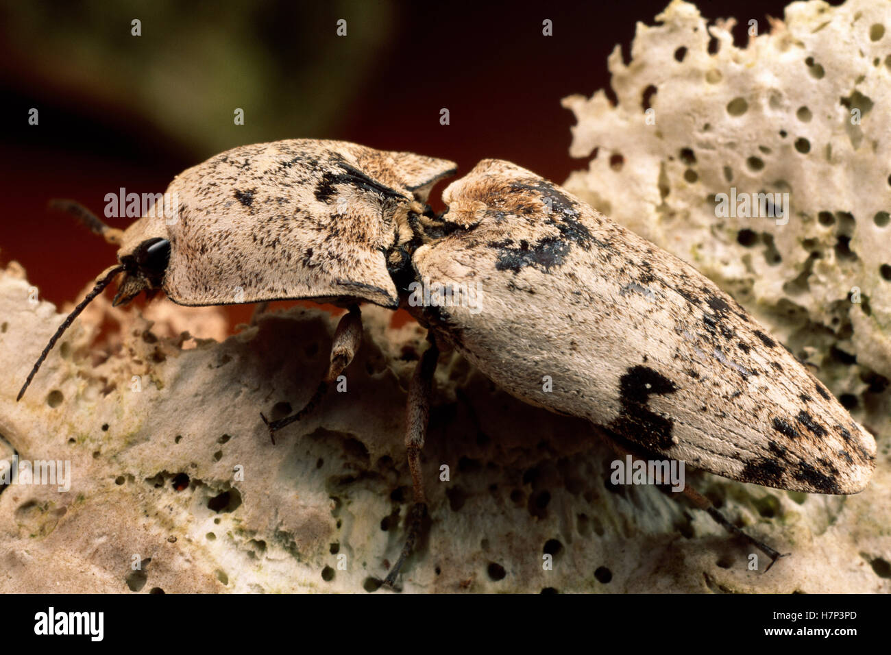 Click Beetle, Gunung Mulu National Park, Sarawak Stock Photo - Alamy