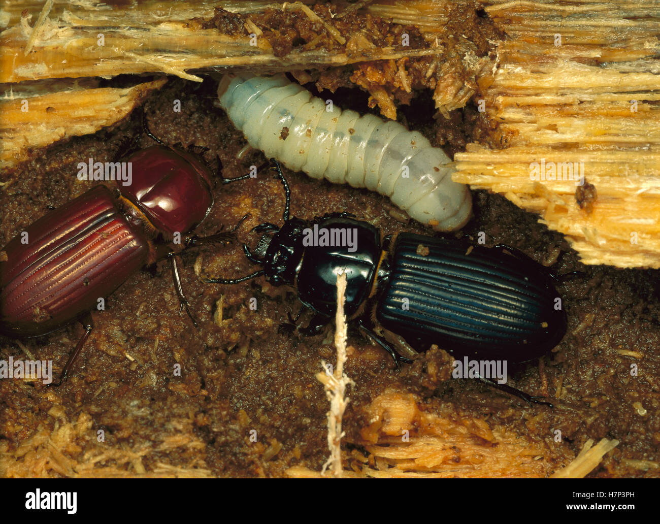 Bess Beetle (Passalidae) mated pair in log with offspring, Panama Stock ...