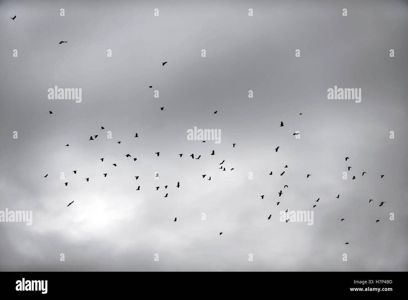 Side view of bird flying hi-res stock photography and images - Alamy