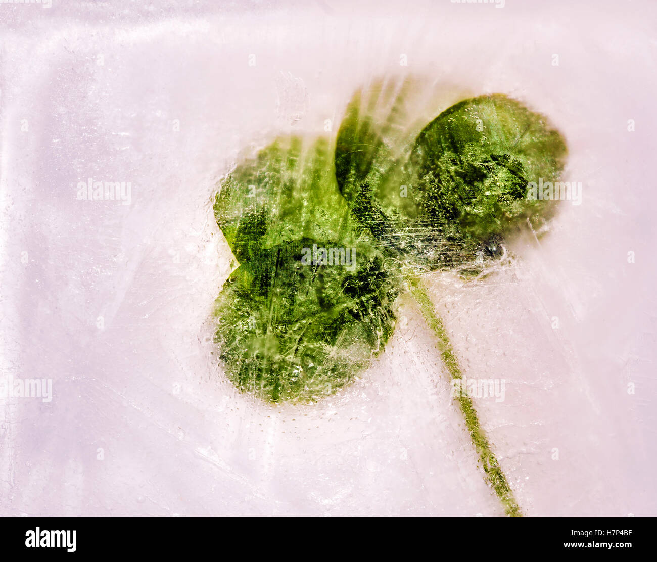 Frozen leaf ice hi-res stock photography and images - Alamy