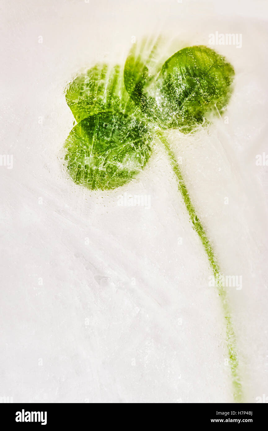 Four leaf clover frozen in winter ice Stock Photo - Alamy