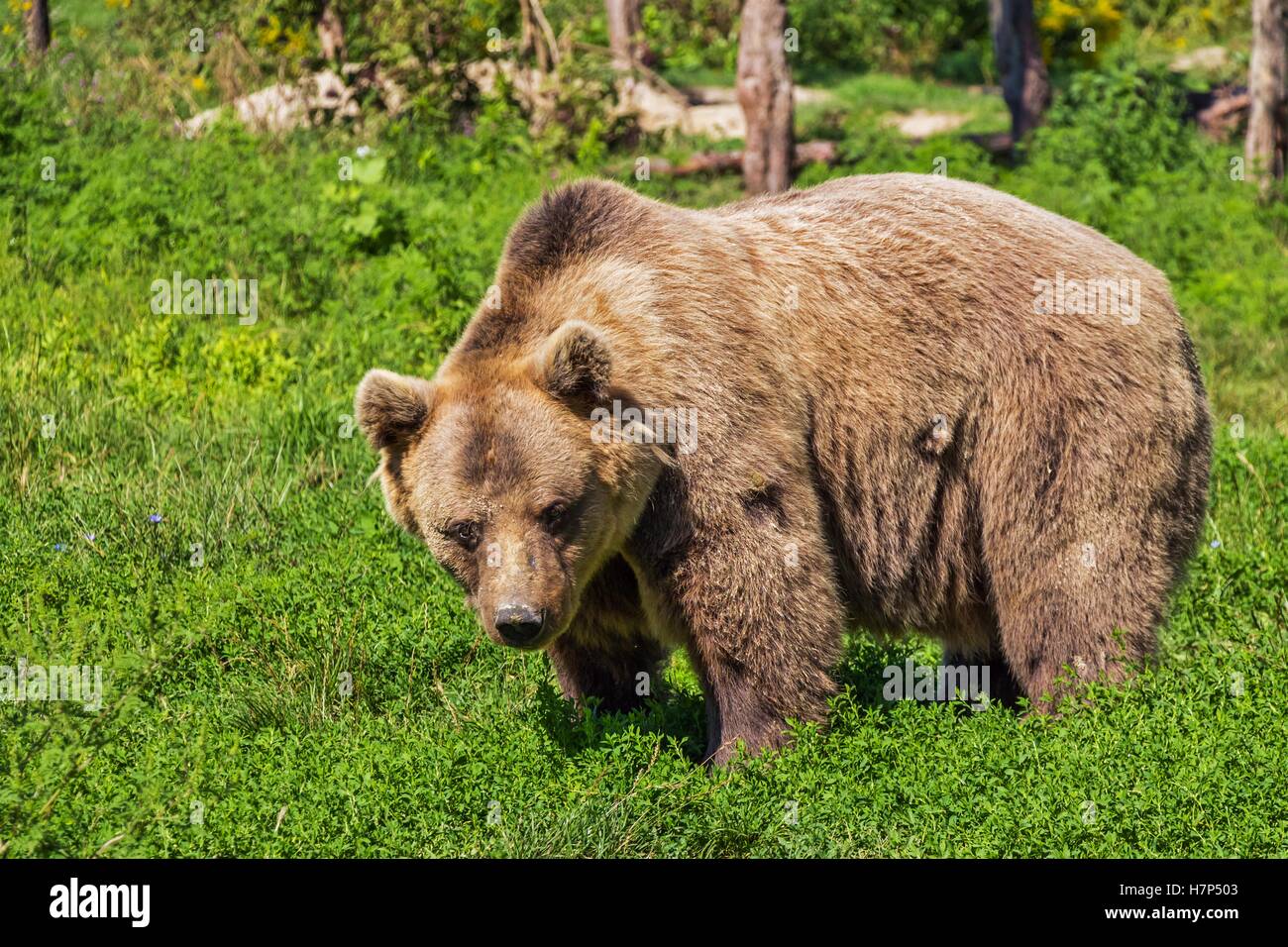 A Bear Roaming the Grass Stock Photo - Alamy