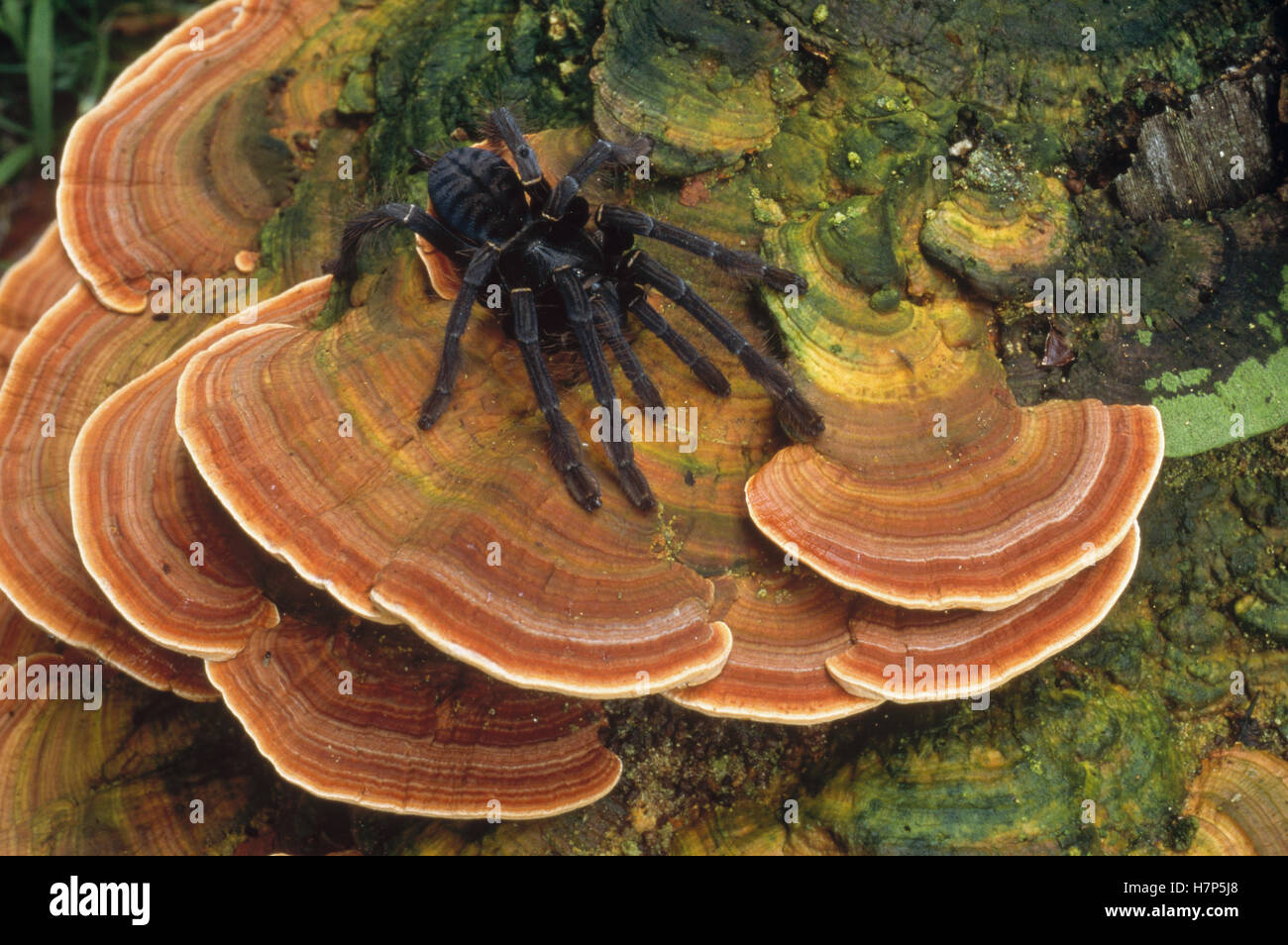 Tarantula (Theraphosidae) large female wandering over bracket fungus ...