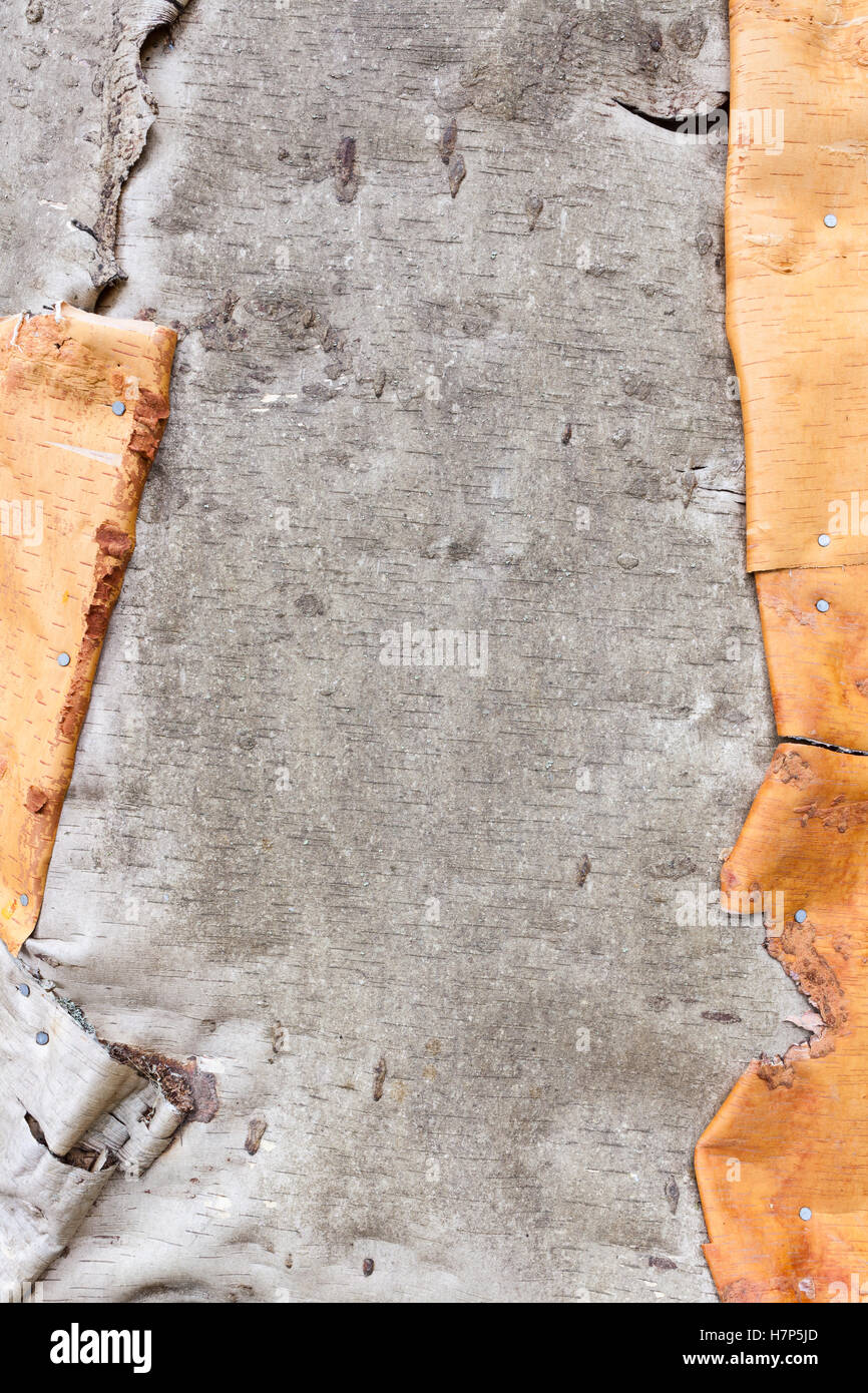 Birch bark texture Stock Photo - Alamy