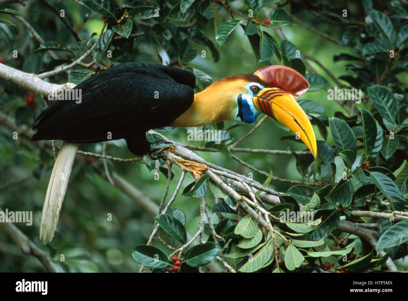 Sulawesi Red-knobbed Hornbill (Aceros cassidix) breeding male in a ...