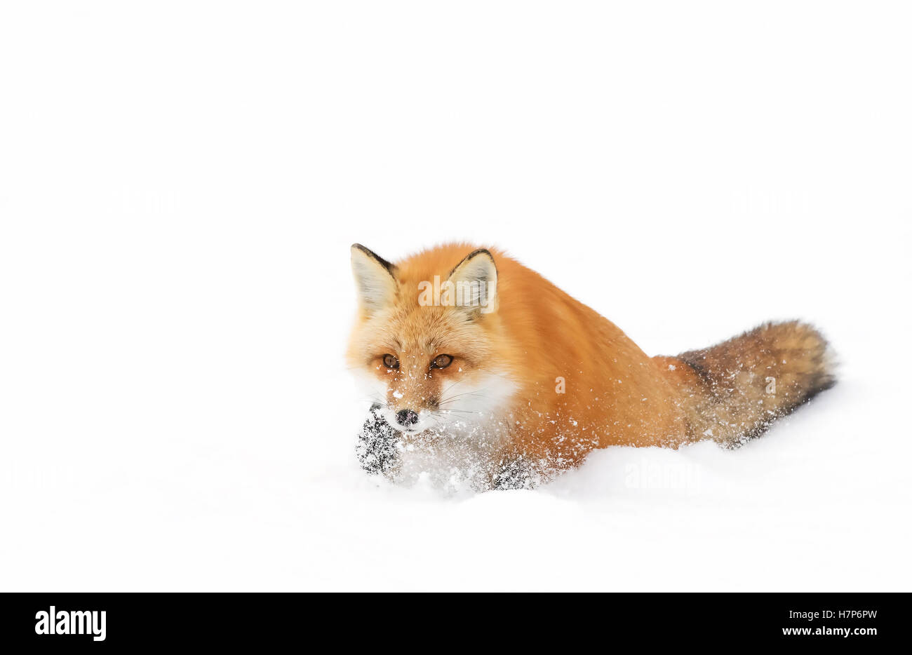 Side view red fox running hi-res stock photography and images - Alamy